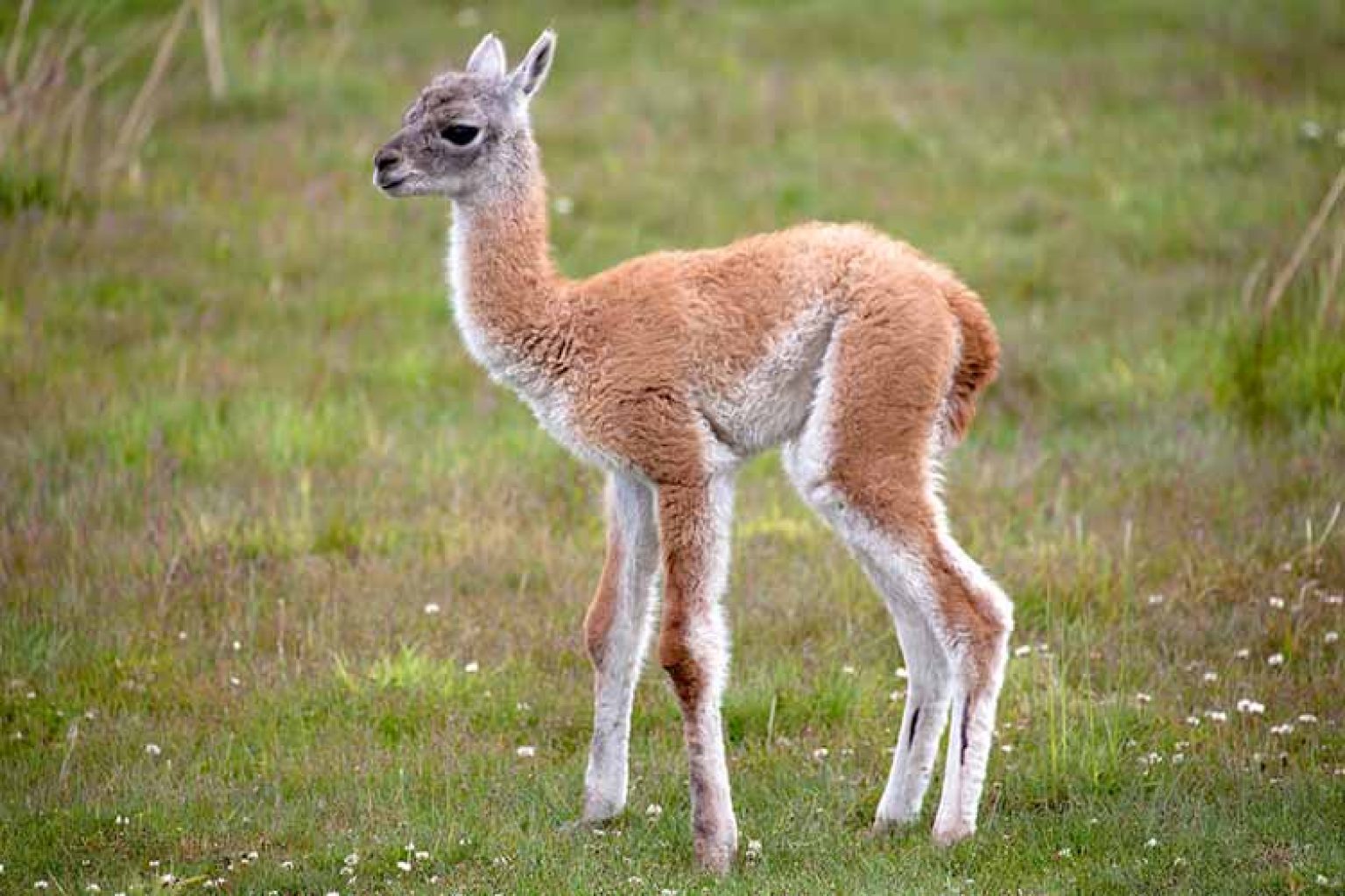 Everything About the Guanaco: The Definitive Guide | Atbuz
