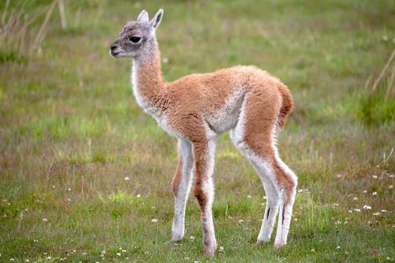 Everything About the Guanaco: The Definitive Guide | Atbuz