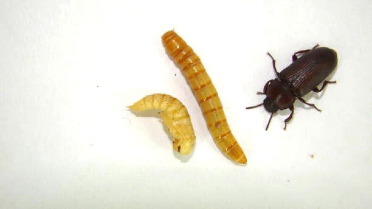 What do superworms turn into? | Atbuz